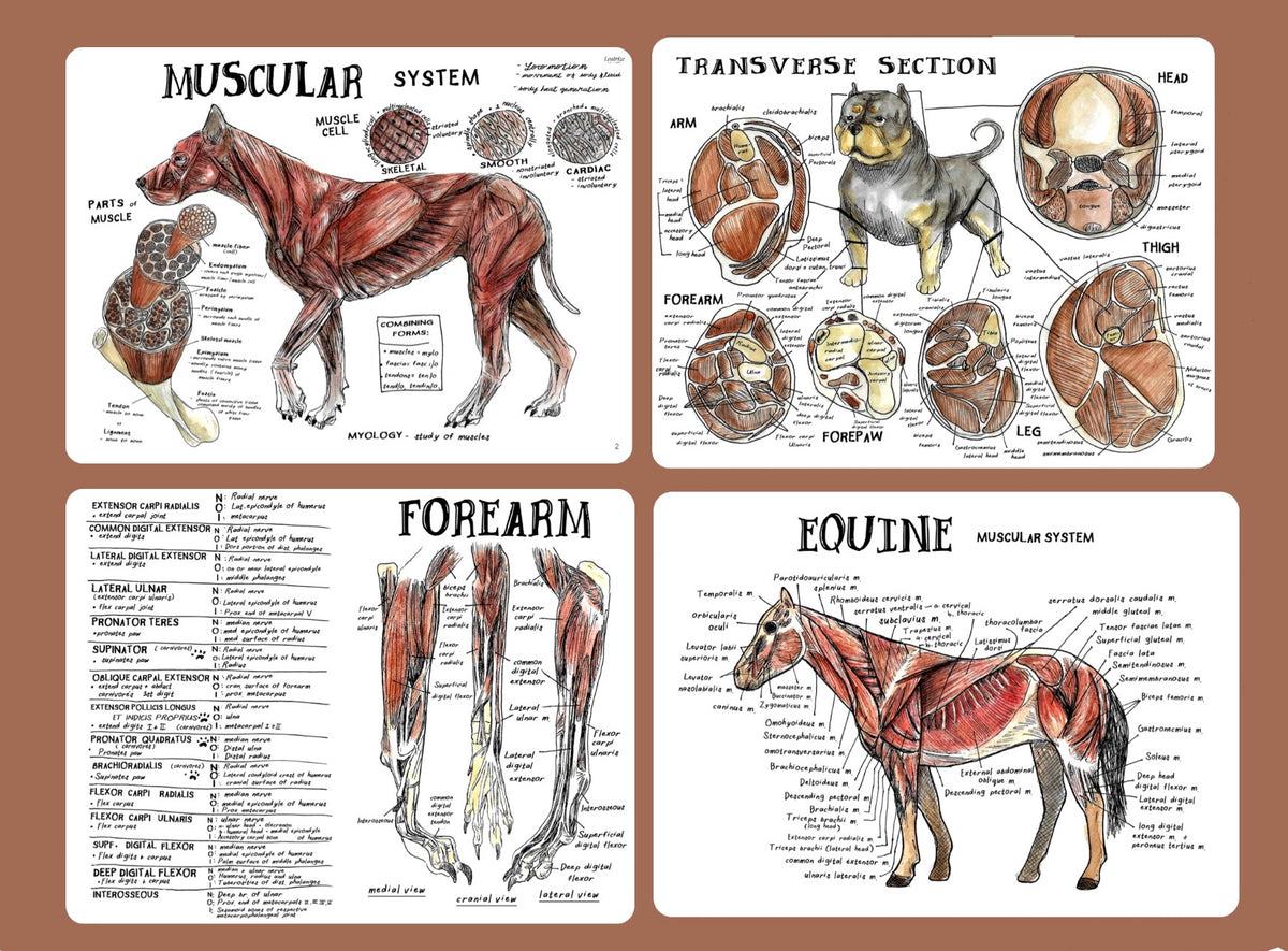 Comparative Anatomy Muscular System (Veterinary student notes) ebook ...
