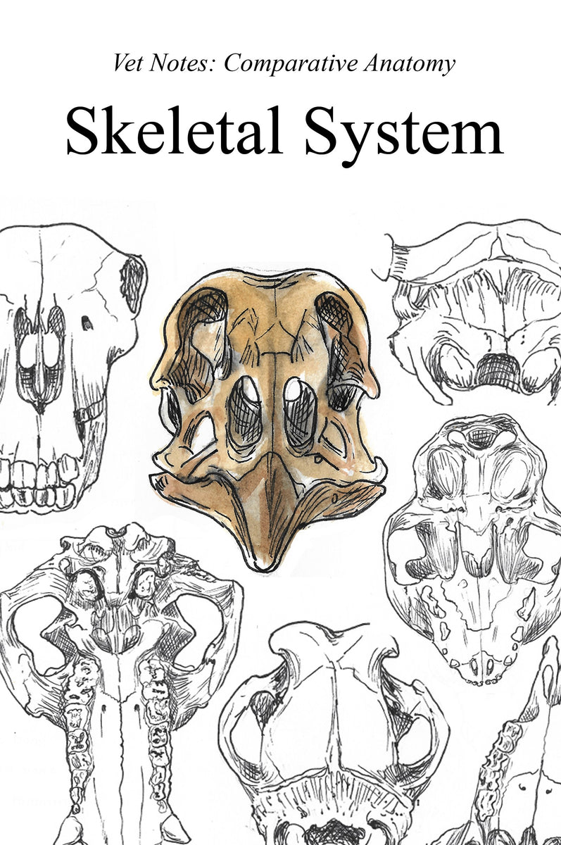 Comparative Anatomy Skeletal System (Veterinary student notes) ebook ...
