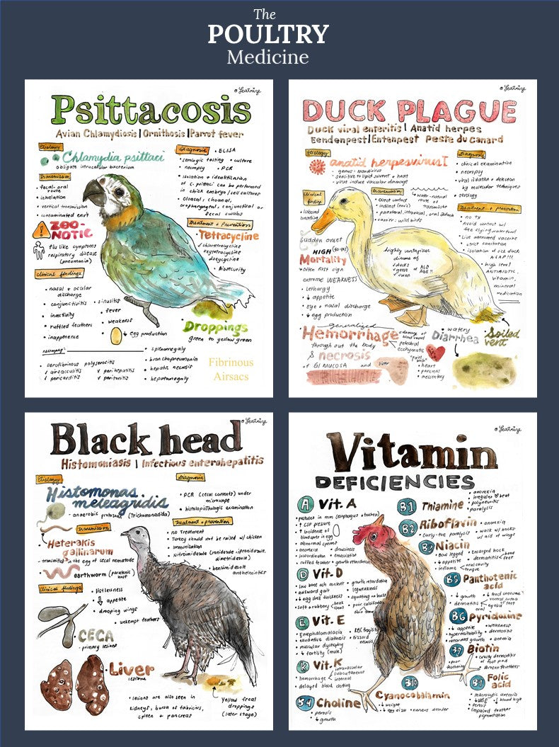 Veterinary Medicine: Poultry (chicken, ducks, birds…) – leatrize.vet